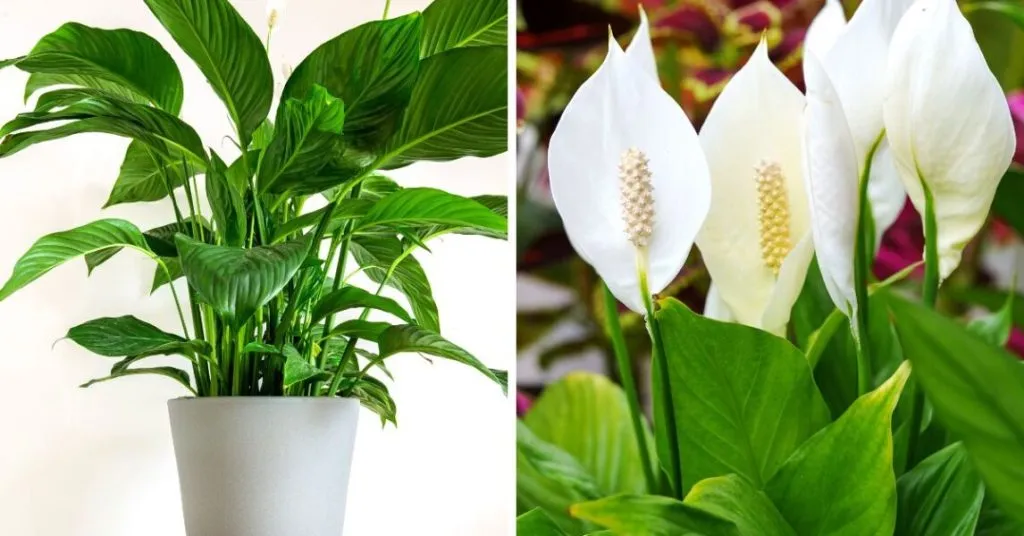 3 special Fertilizers for a Lush and Vibrant Peace Lily