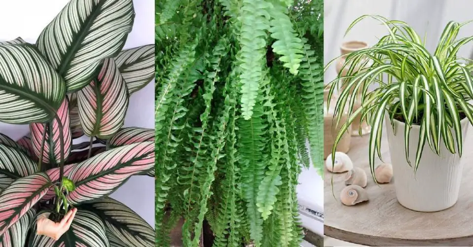 8 Moisture Absorbing Plants: Combatting Mold with the Power of Nature