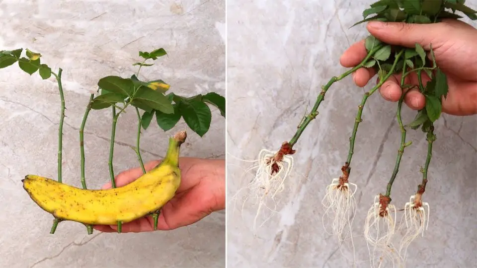 Easily Growing Roses from Cuttings with a Banana: A Simple Guide
