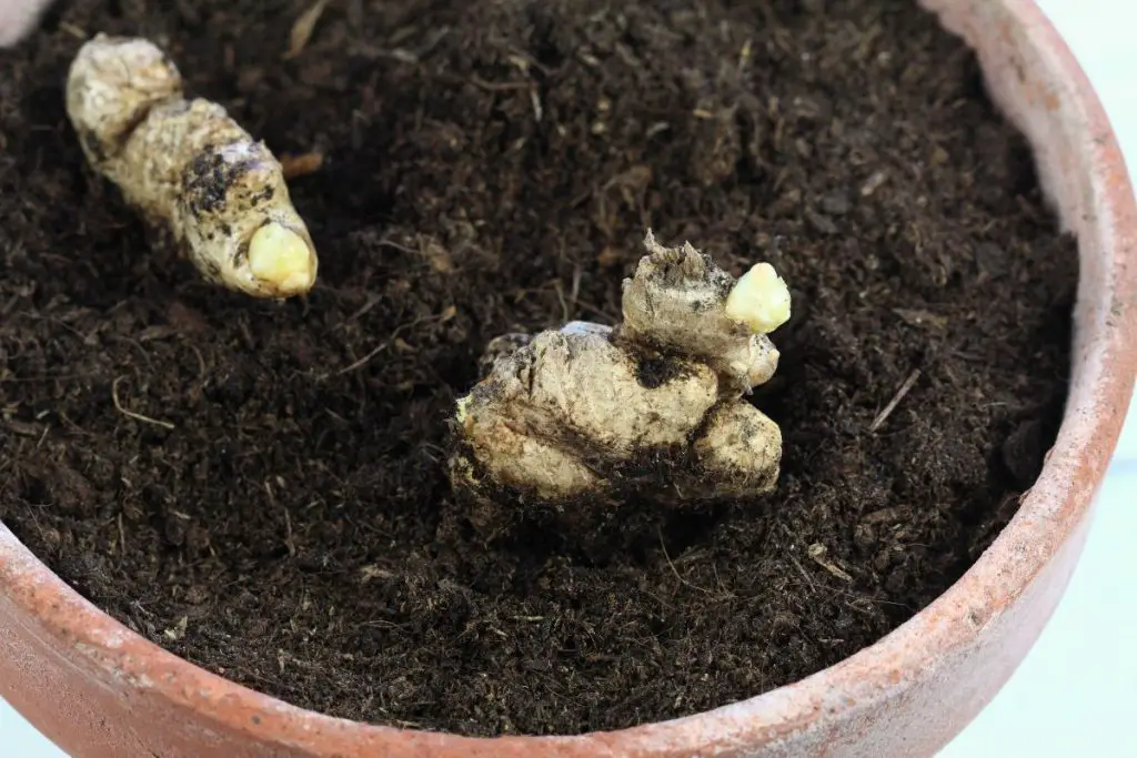 Secrets for planting ginger in a pot or your garden for endless ...
