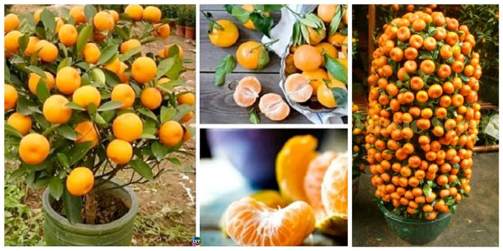 How to grow Tangerines in a Pot – Step by step