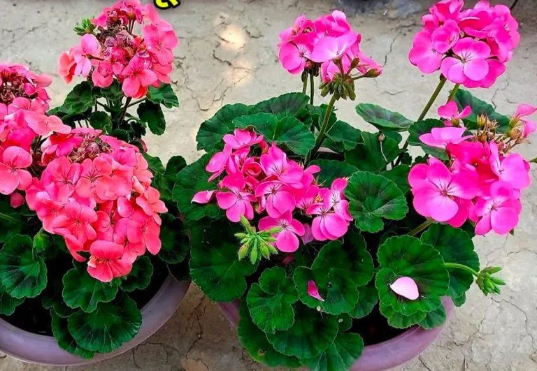 A Simple Guide to Planting, Nurturing, and Maintaining Geraniums