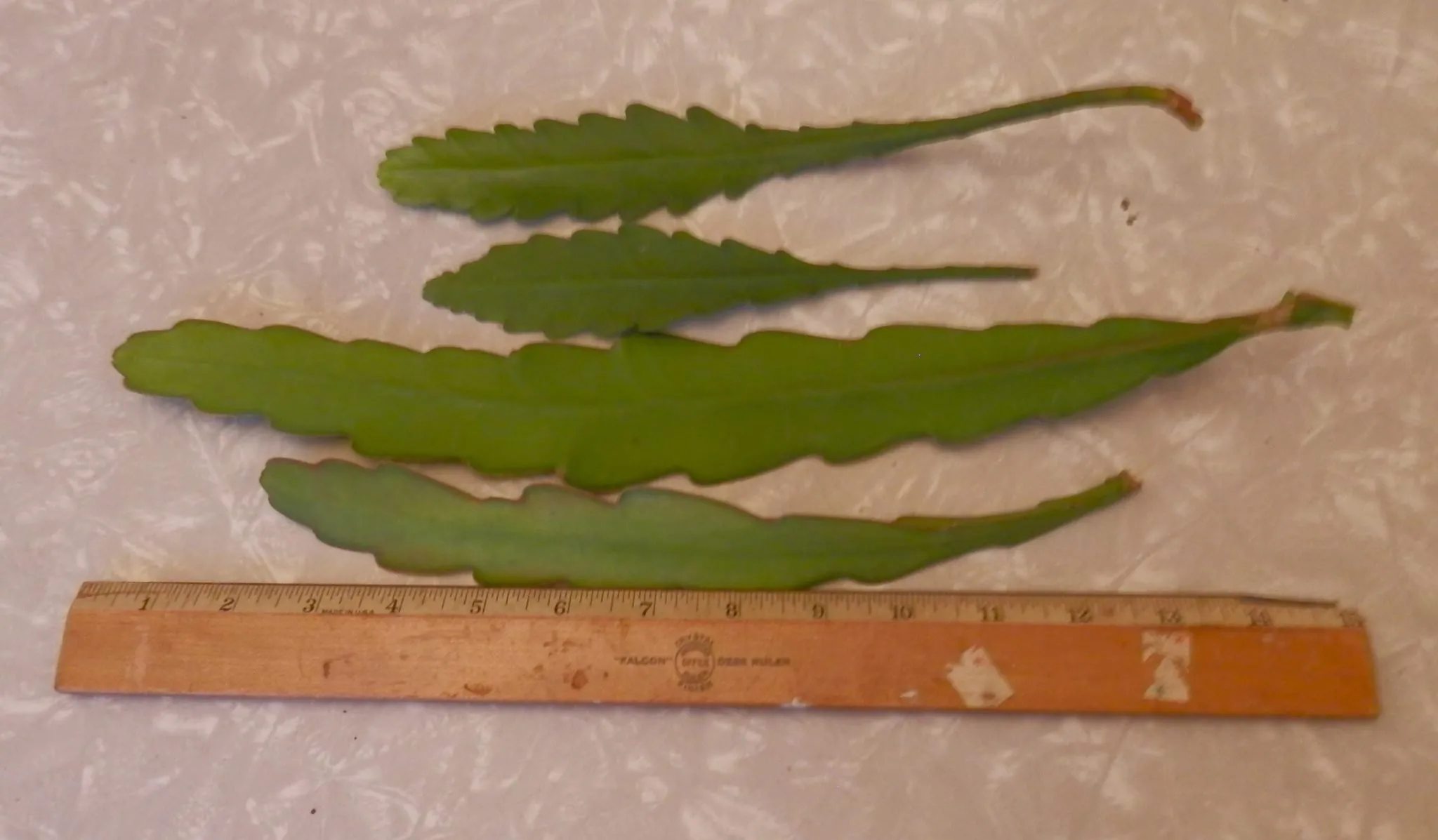 How to Successfully Propagate a Cactus Orchid from Stem Cuttings