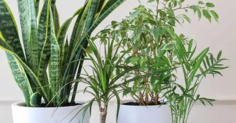 Five Exceptional Bedroom Plants for a Restful Sleep and Tranquil ...