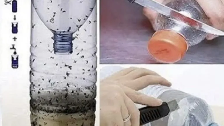 Tackling Mosquitoes Naturally: Build Your Own Homemade Mosquito Trap