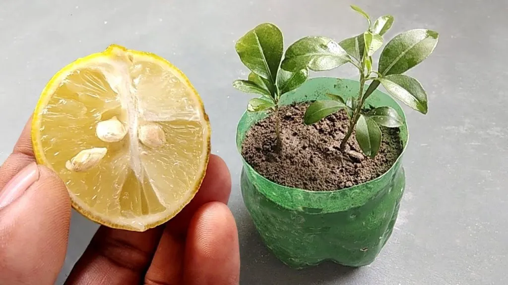 How to Grow Your Own Lemon Tree From Seed