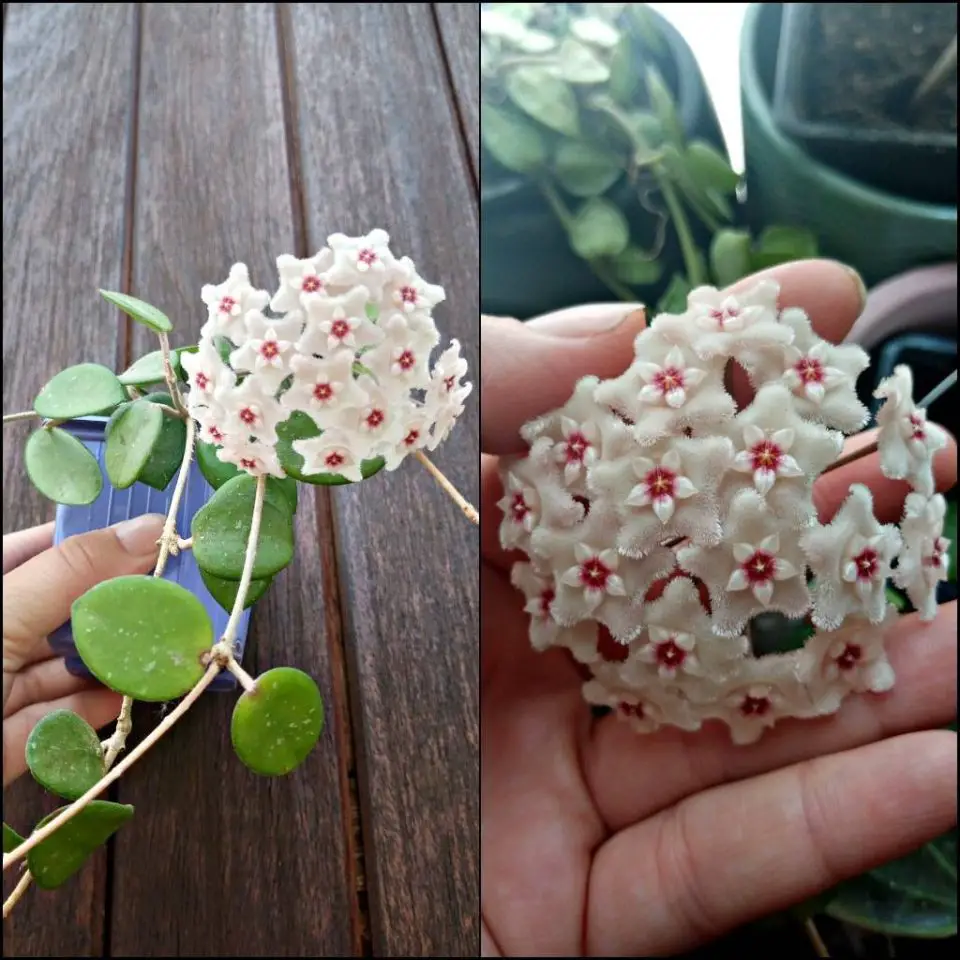Hoya Mathilde: Unlocking the Secrets to Care, Propagation, and ... Hoya Mathilde: Unlocking the Secrets to Care, Propagation, and ...