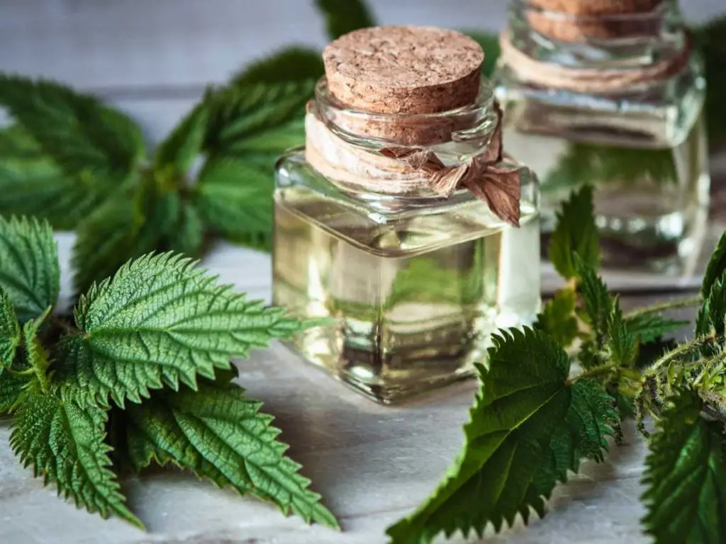 Unleash the Versatility of Nettle: 11 Non-Stinging Ways to Harness its ...