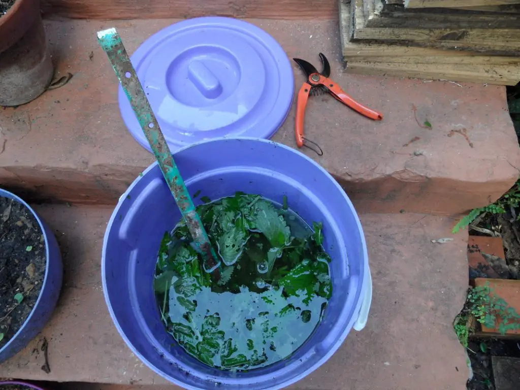 Unleash the Versatility of Nettle: 11 Non-Stinging Ways to Harness its ...