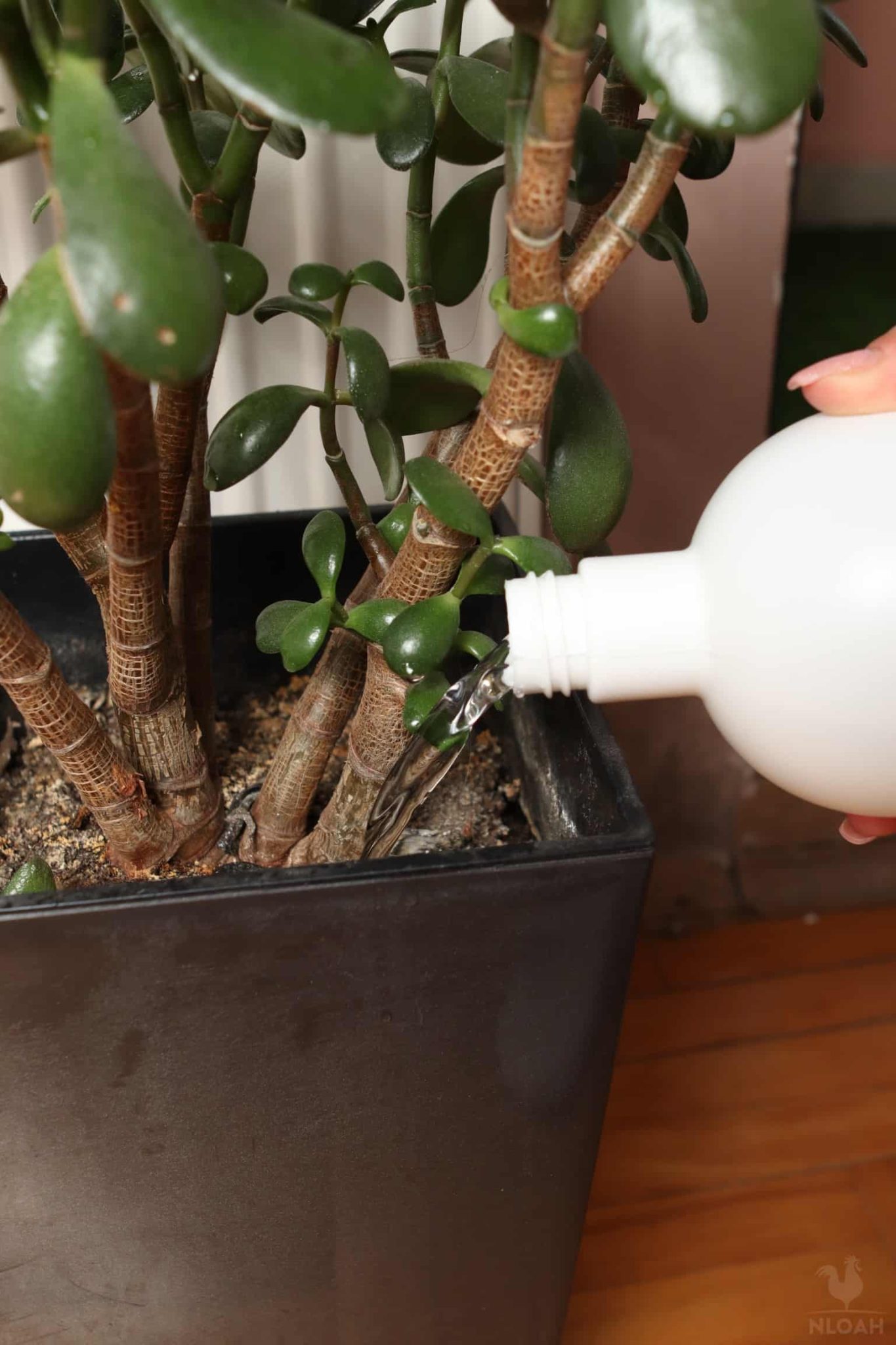 Eggshell Tea: An Organic Boost for Your Plants