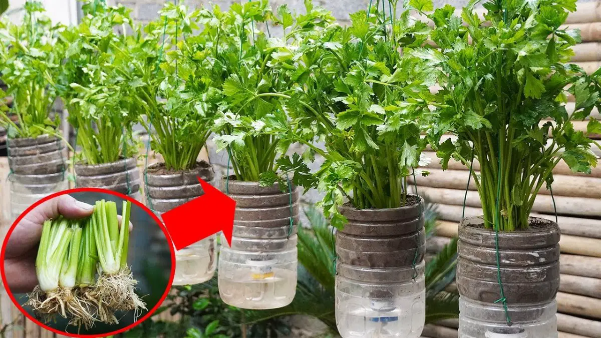 Surprised With How To Grow Celery In Plastic Bottles Quickly | How To ...