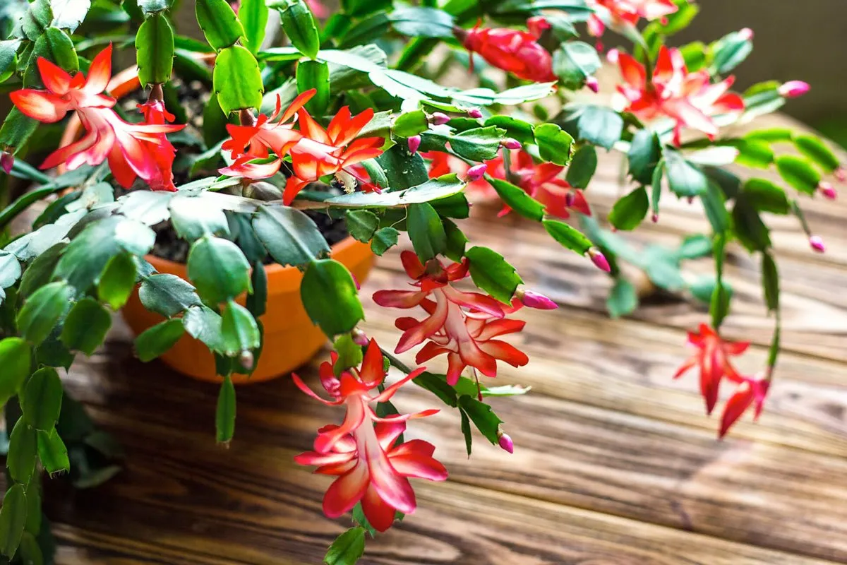 Care Guide for Christmas Cacti: Enhancing Blooms, Propagation, and ...
