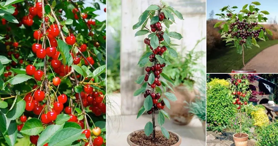 Growing a Cherry Tree: The Complete Guide for Success