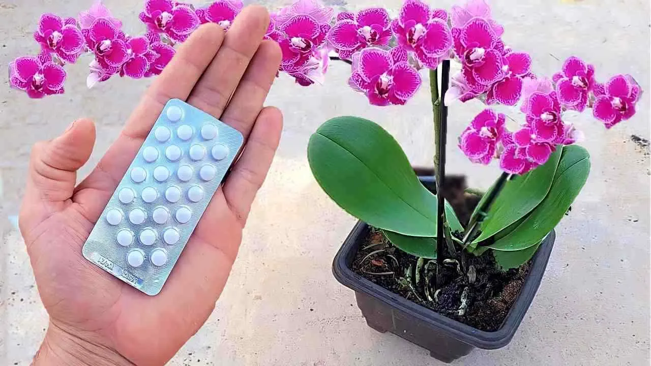 Orchid Care: The One Tablet Secret to Eternal Blooming - Craftygoldenmom
