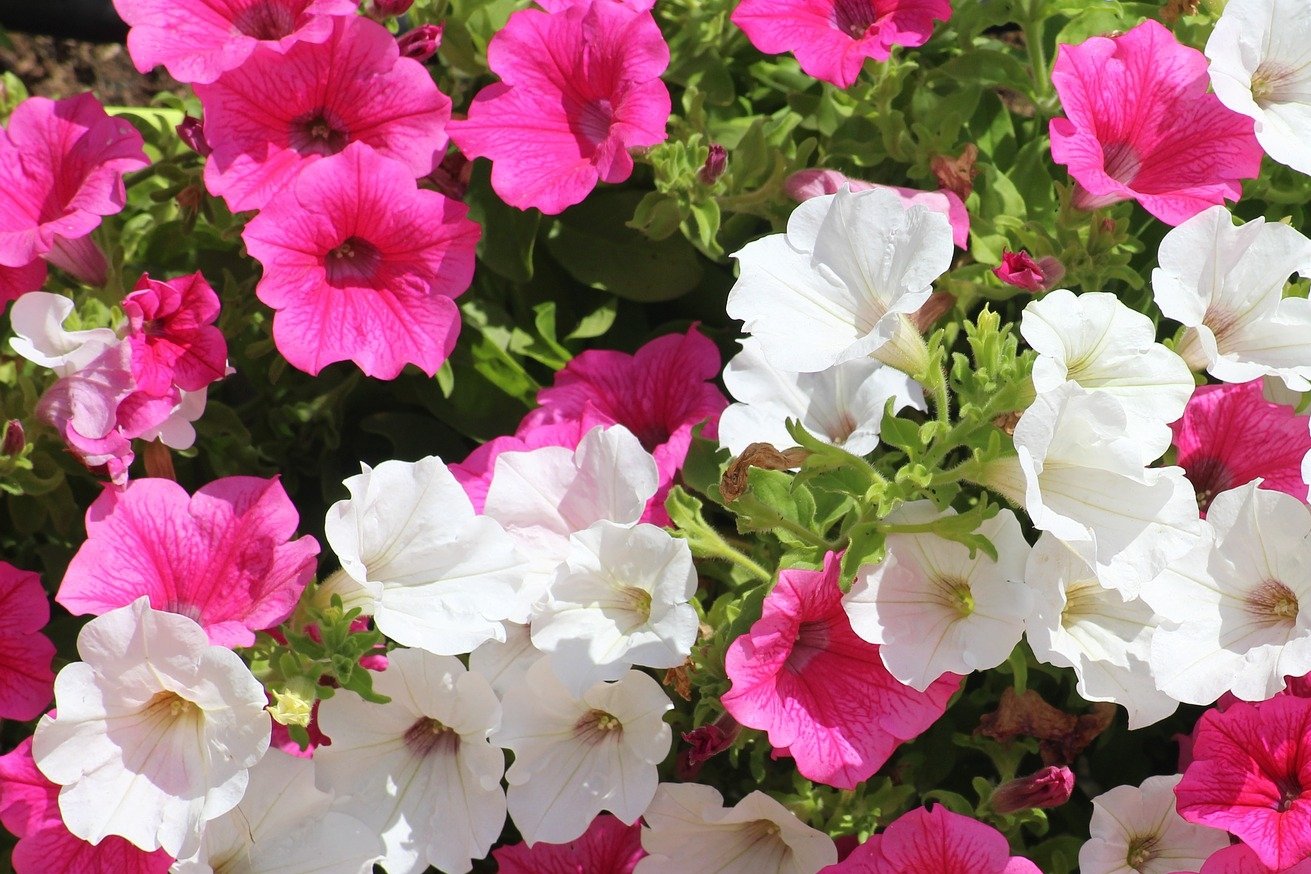 Petunias Unleashed: A Guide to Planting, Growing, and Nurturing the ...