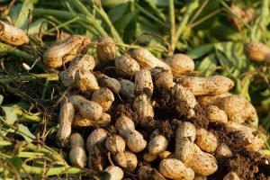 Simple Steps to Grow Peanuts in Pots