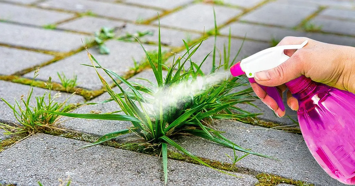 Top 3 Grandma's Proven Tips for Effective Weed Removal
