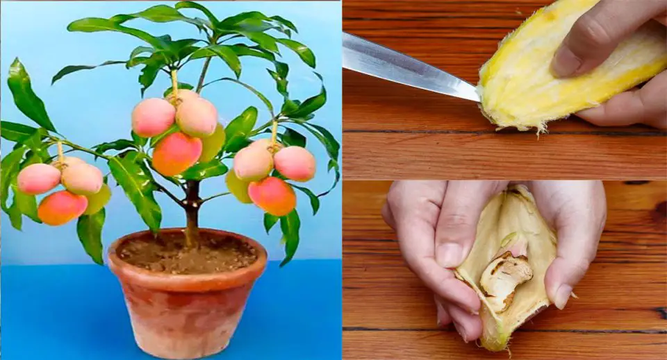 How to Plant a Mango Seed and Successfully Grow