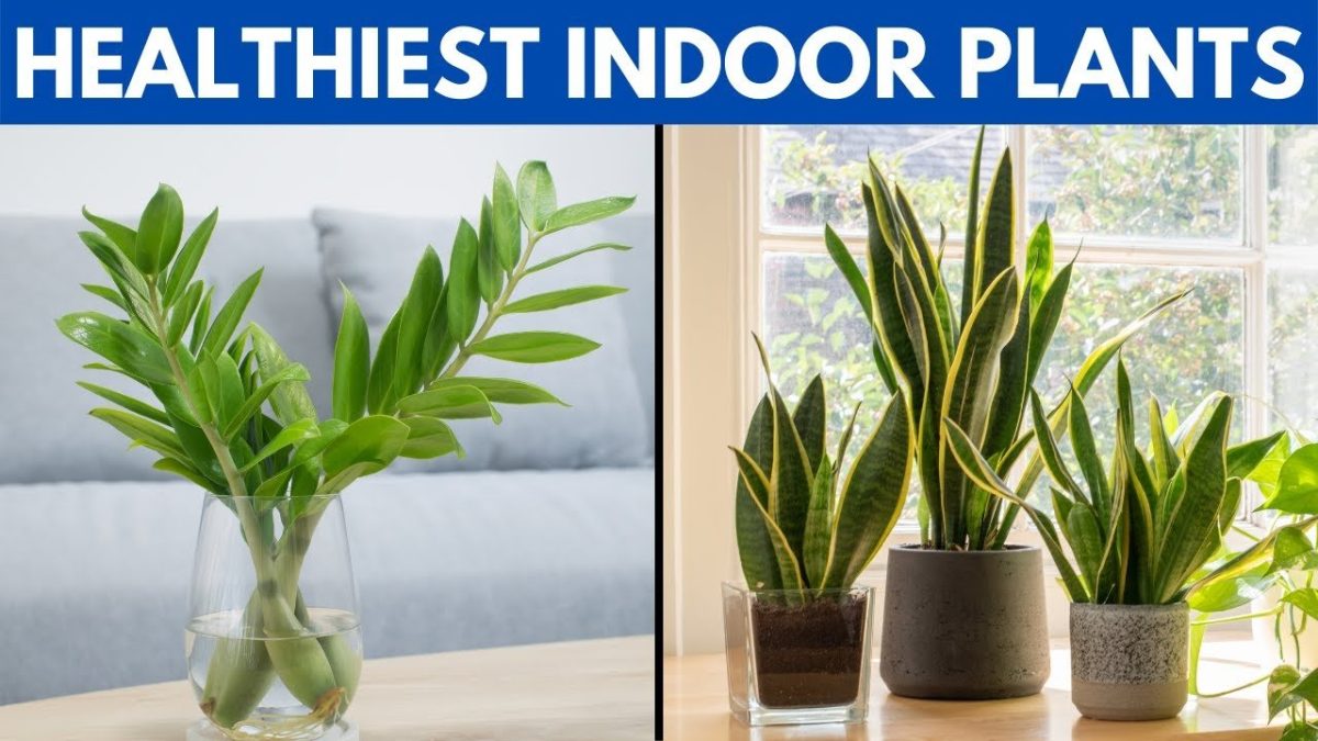 15 of The Healthiest Plants To Have In Your House For A Healthy Lifestyle