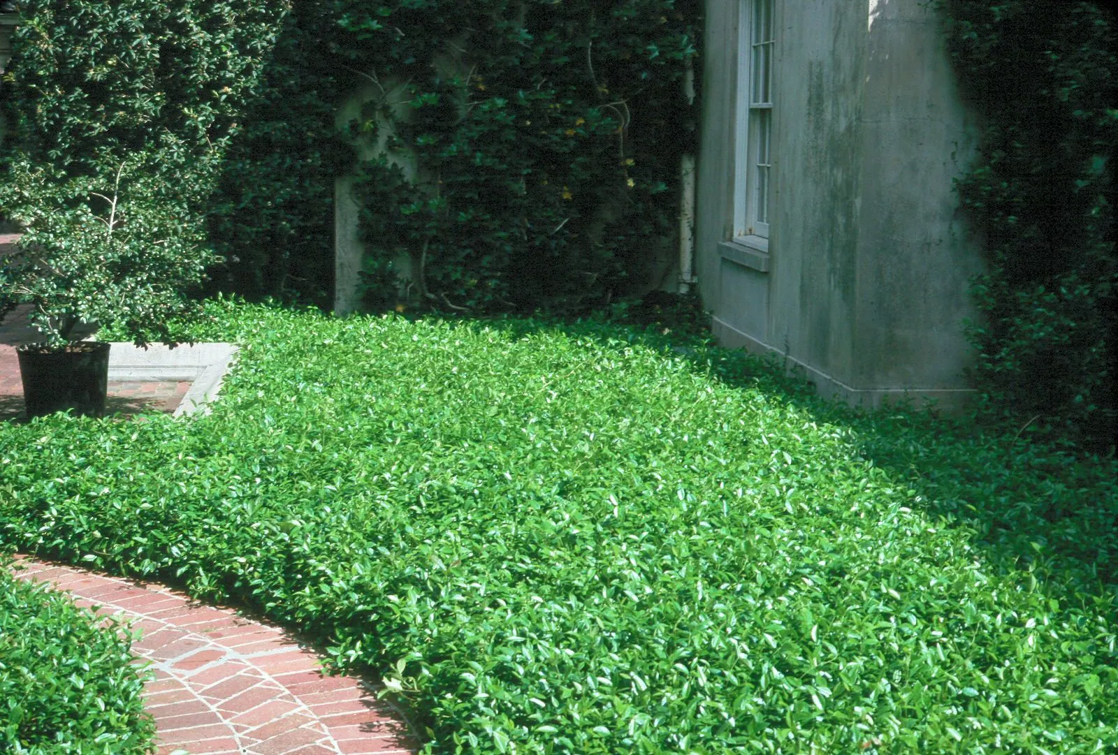 Using Ground Cover Plants for Lawn Alternatives and Edging ...