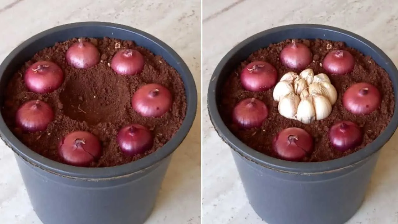 Gardening - Crafty Golden Mom