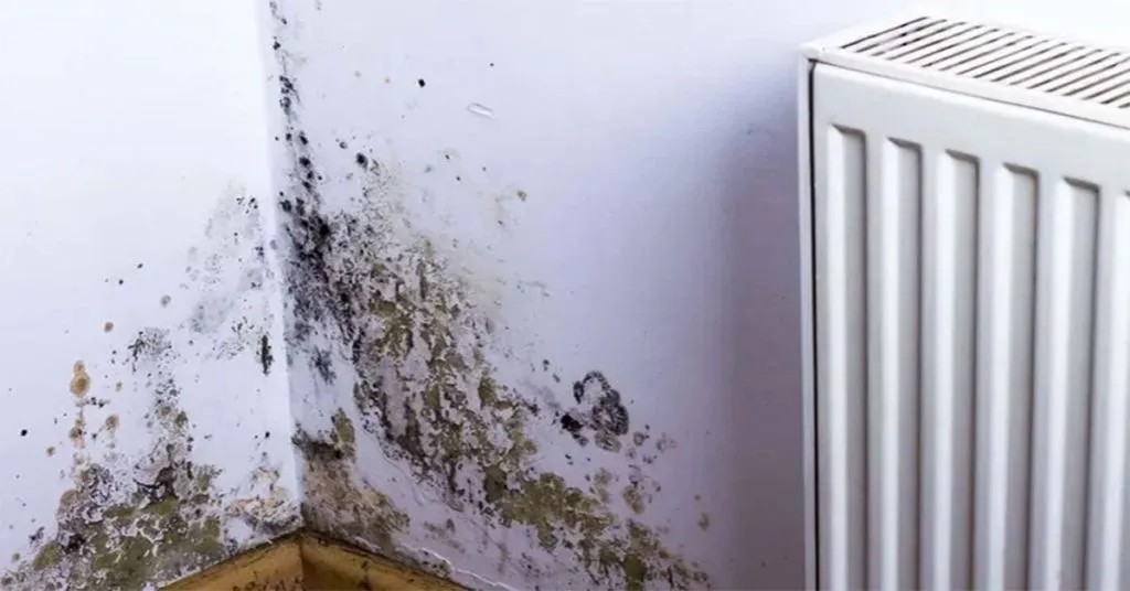 Humidity at Home? Smart Grannies’ Tip to Solve This Problem for Good