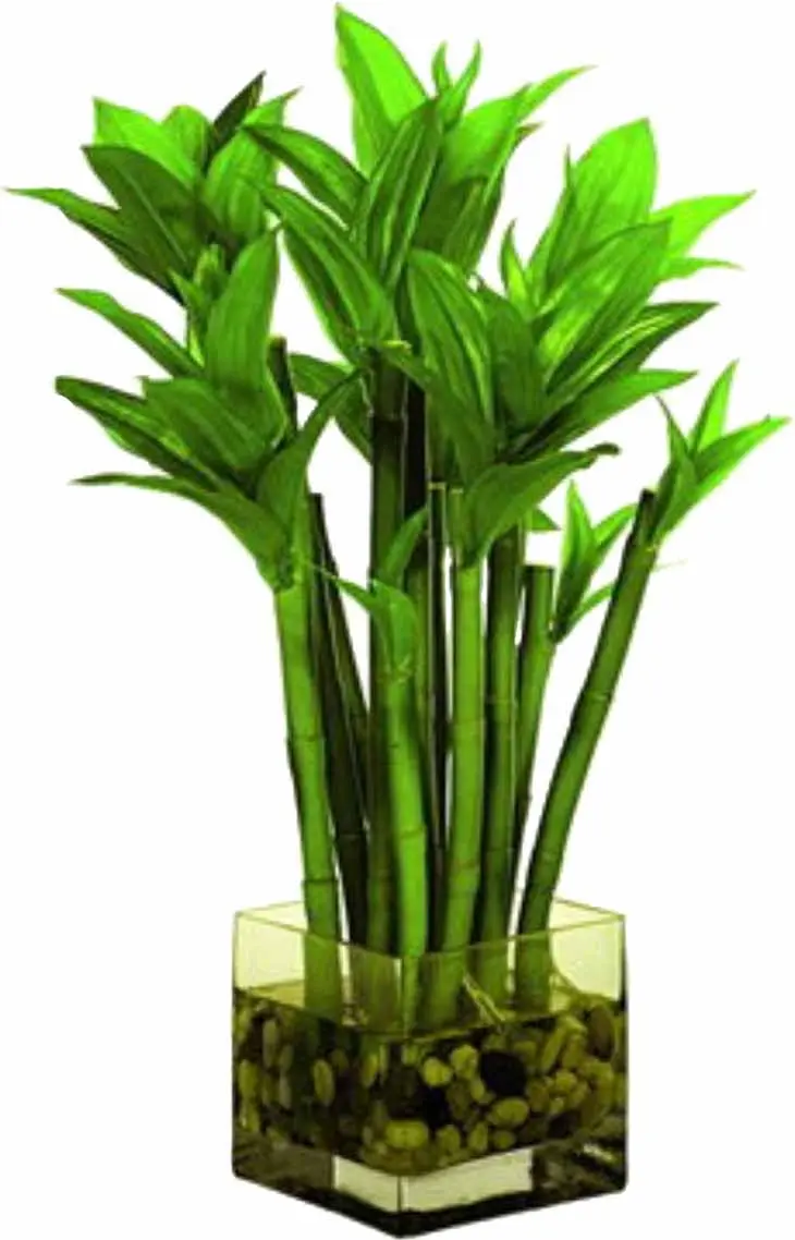 6 Plants That Can Attract Luck, Calm, and Happiness According to Feng Shui