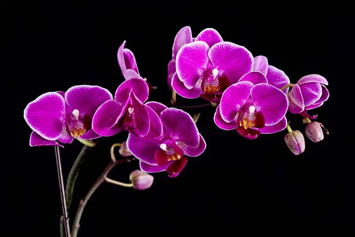 6 Plants That Can Attract Luck, Calm, and Happiness According to Feng Shui