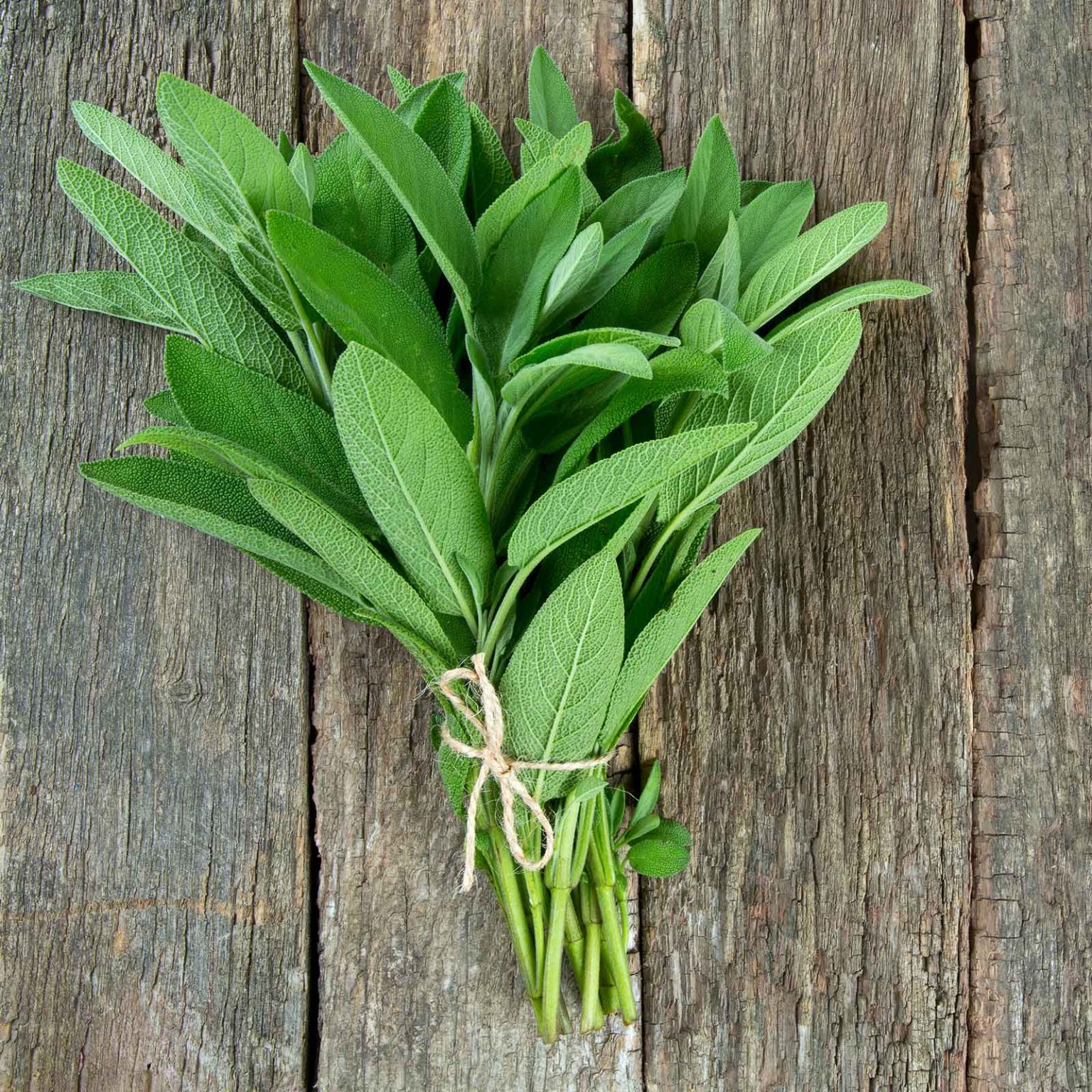 5 Reasons to Grow Sage and 20 Incredible Ways to Use This Versatile Herb