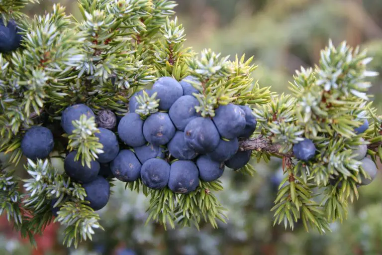 Juniper: Exploring Its Benefits and Everyday Uses