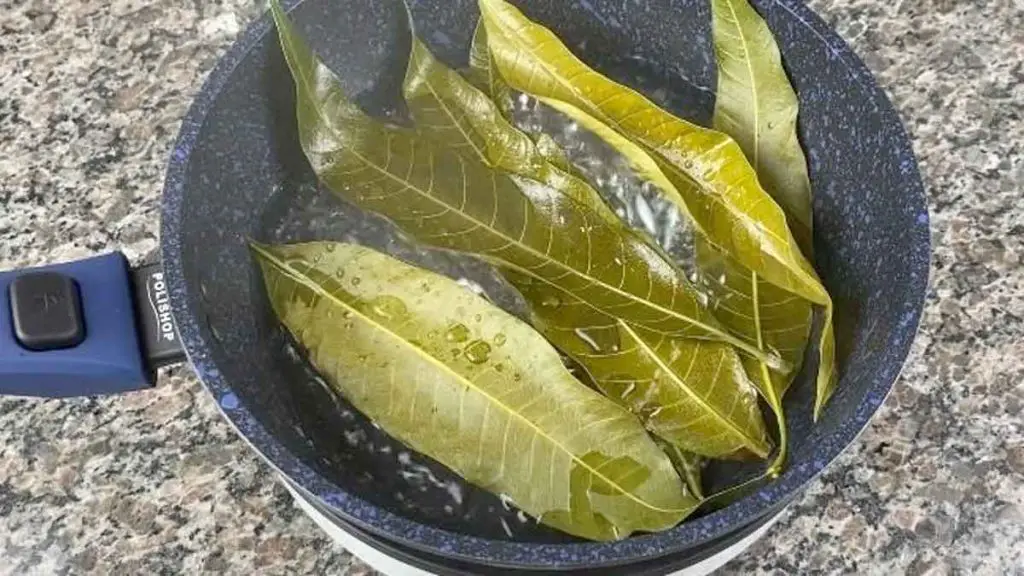 Unlocking the Hidden Power of Mango Leaves: 30 Incredible Benefits and ...