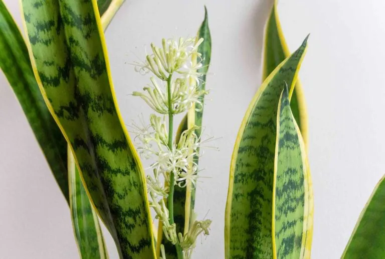 The Secret Bloom of the Snake Plant: What Triggers Its Rare and ...