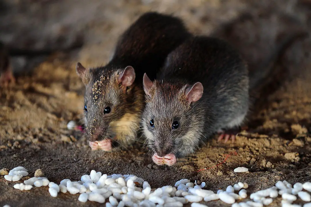 How to Keep Rats Away Using Onions?