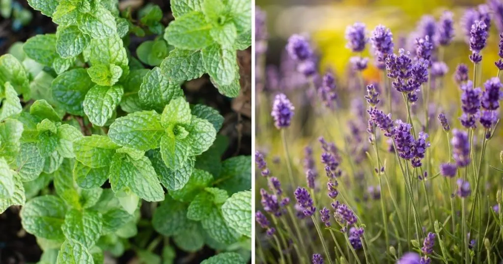 19 Common Fragrant Herbs And Flowers To Grow For An Aromatic Garden