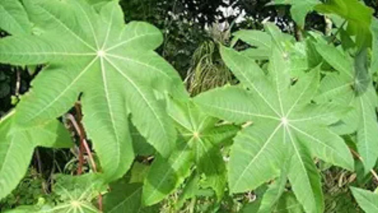 12 Surprising Benefits of Castor Leaves You Probably Didn’t Know About