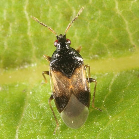 10 Beneficial Insects You Should Invite to Your Garden