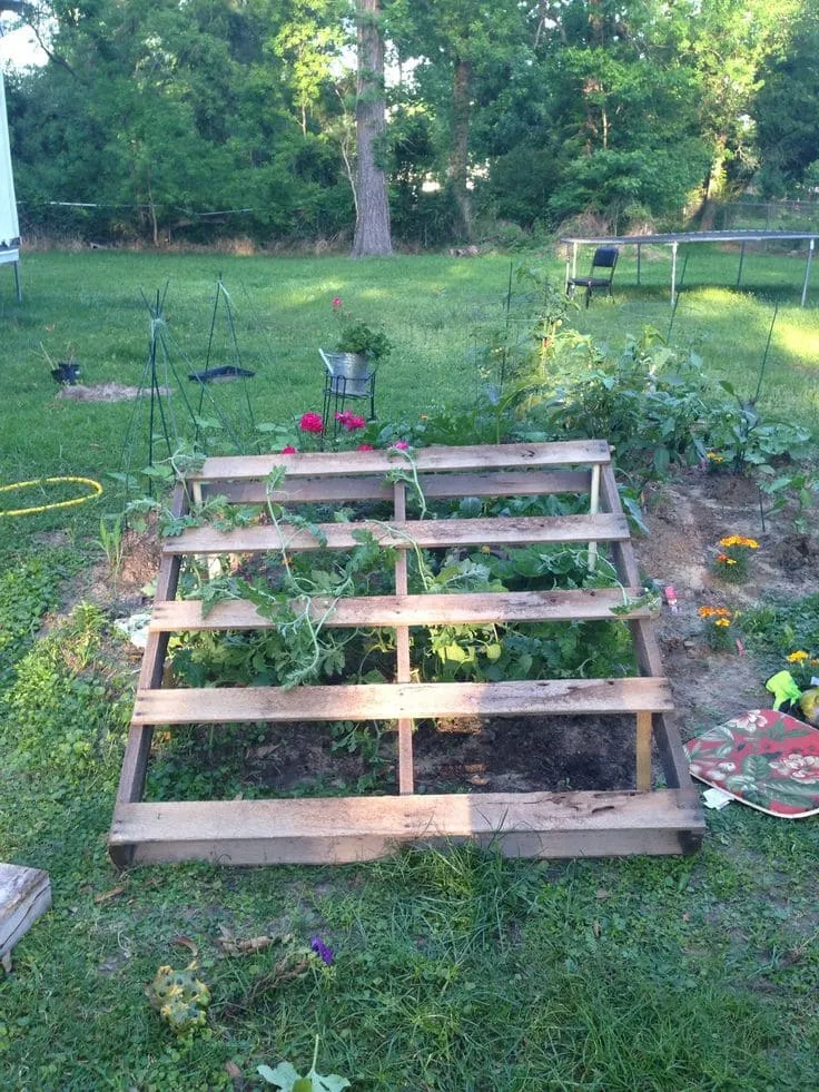 How to Make Your Watermelons Sweeter, Juicier, and Grow Faster With One ...