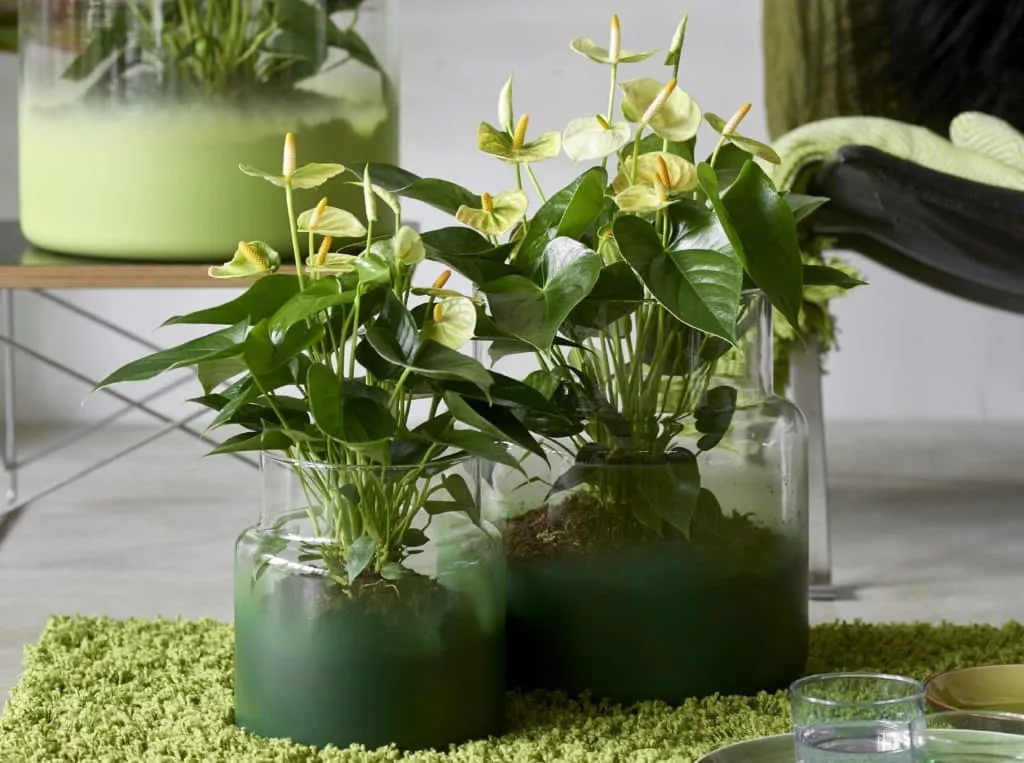 How to Keep Anthuriums Healthy and Blooming All Year Long