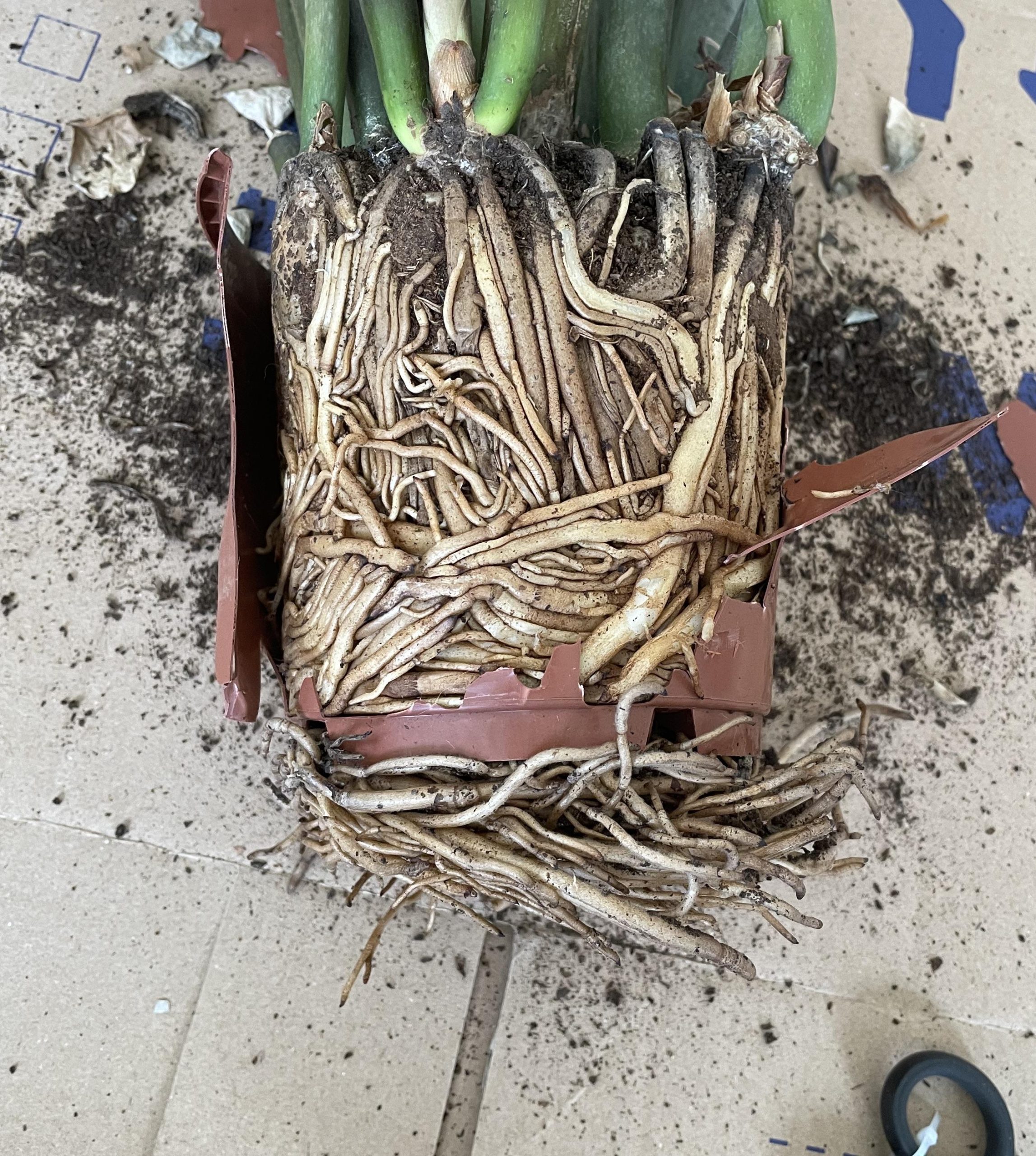 How to Make Your ZZ Plant Multiply in the Same Pot: 7 Simple Tips