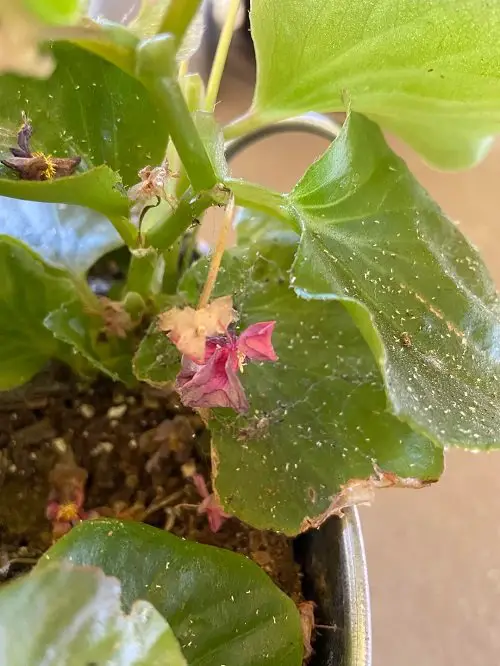 How to Make Begonias Bloom: 8 Proven Tips for More Flowers